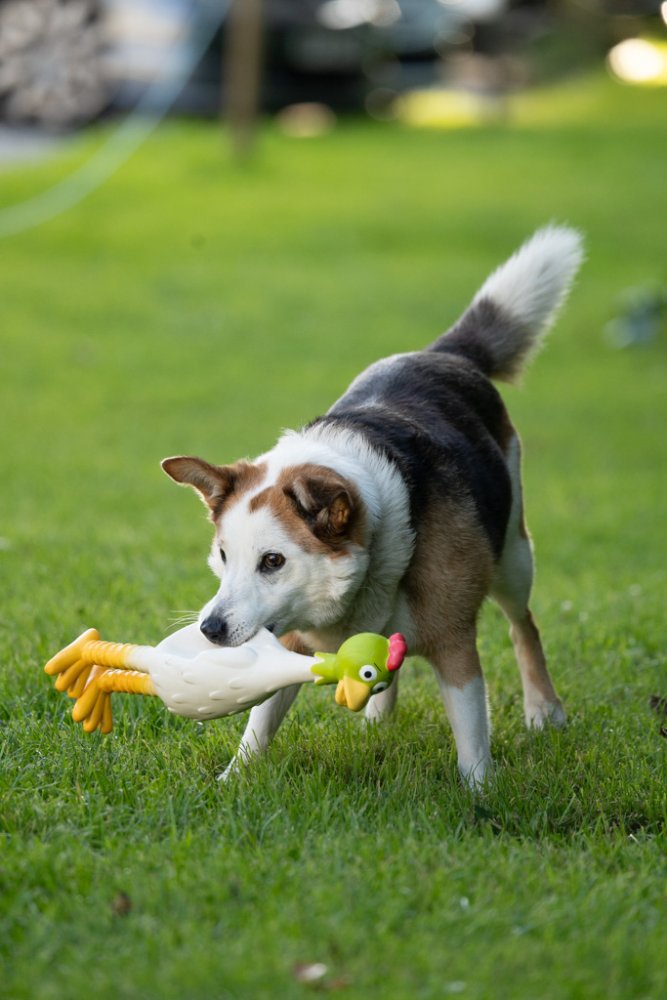 LATEX STANDING CHICKEN DOG TOY LRG : Petface by LeisureGrow Products Ltd