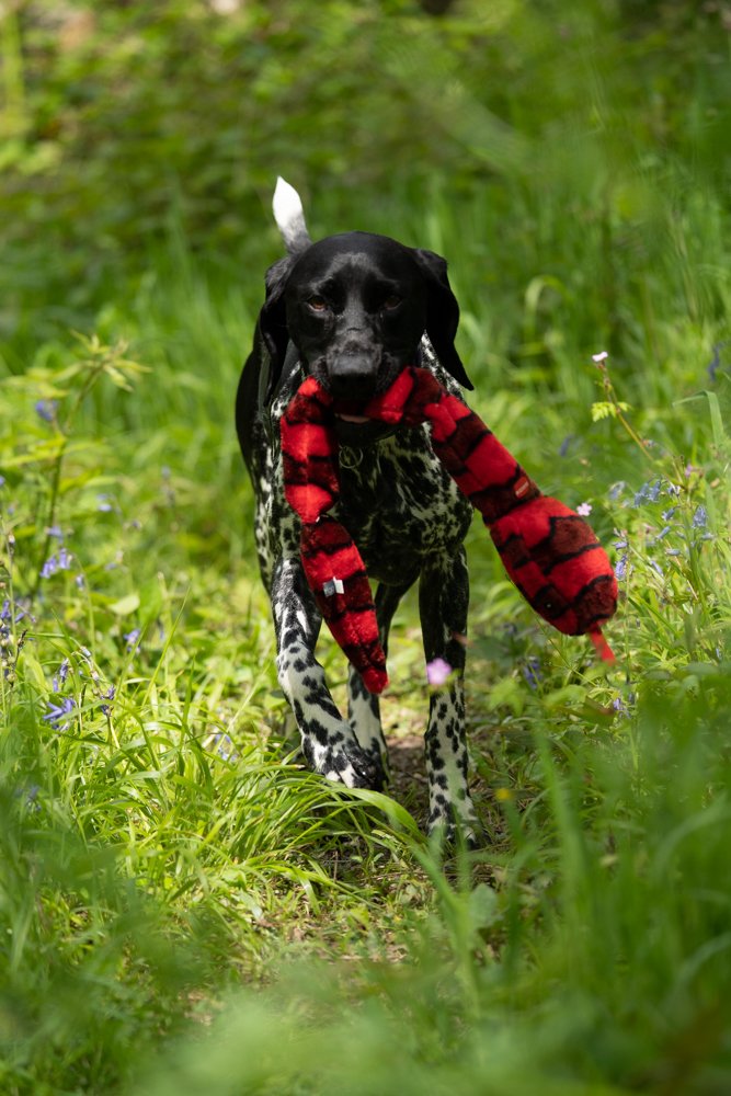 PLUSH SNAKE DOG TOY 70CM : Petface by LeisureGrow Products Ltd