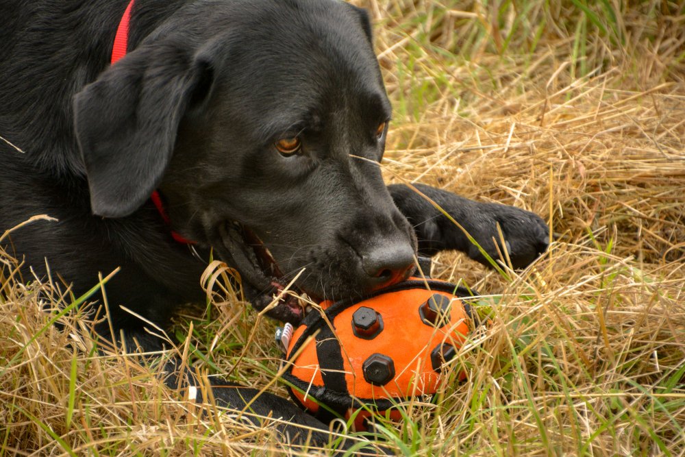 SERIOUSLY STRONG NOBBLY BALL DOG TOY : Petface by LeisureGrow Products Ltd
