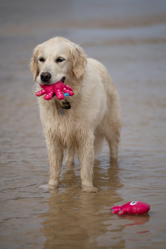 LITTLE PETFACE FLOATING OCTOPUS DOG TOY : Petface by LeisureGrow ...