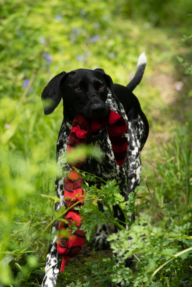 PLUSH SNAKE DOG TOY 70CM : Petface by LeisureGrow Products Ltd